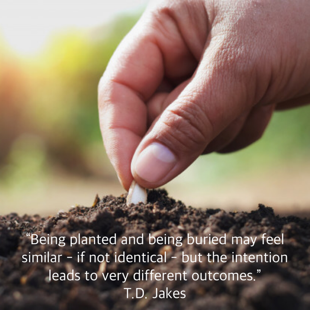 Tuesday Thought – Planted not Buried – Your Life To Win, LLC